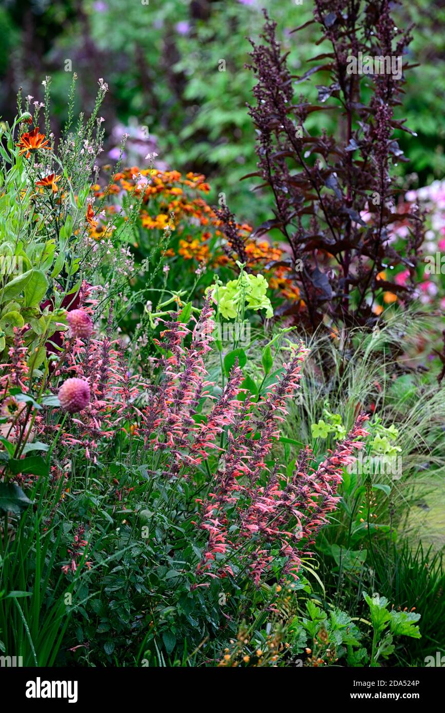 Dahlia Burlesca,Agastache Kudos Mandarin,dahlias,orange,coral,coral ...