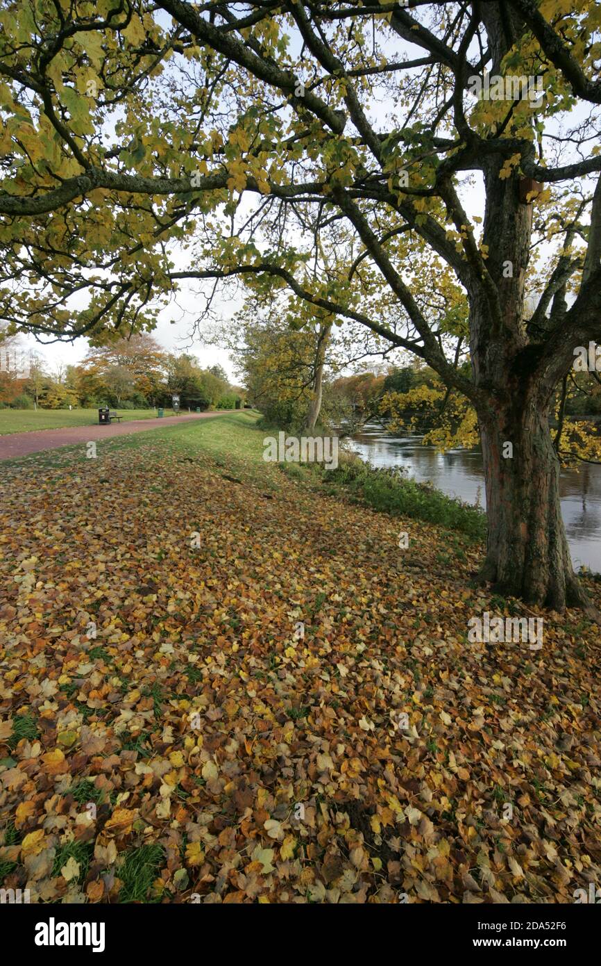 Autumn Colours River Ayr Walk Stock Photo - Alamy