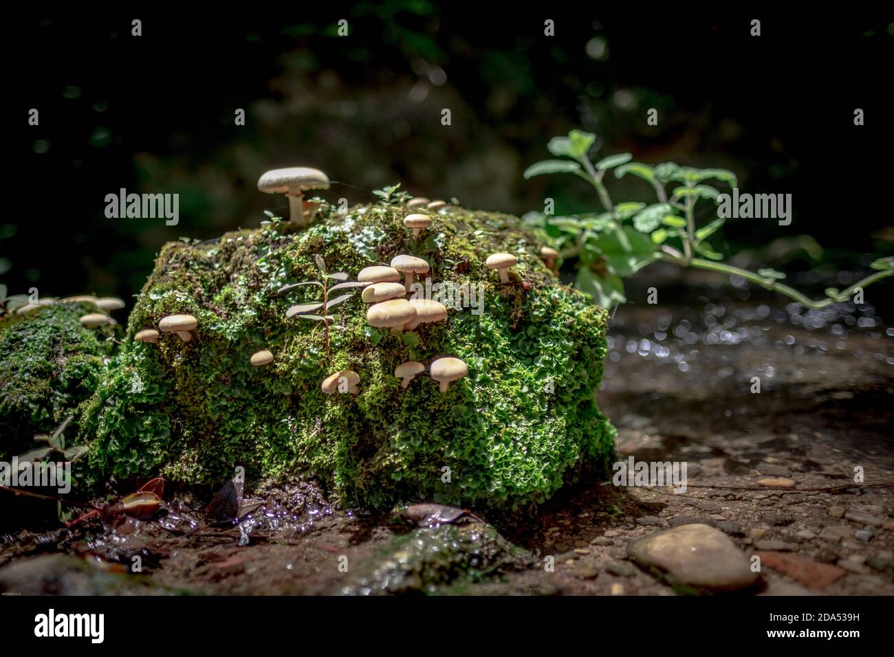 The mushrooms rock group hi-res stock photography and images - Alamy