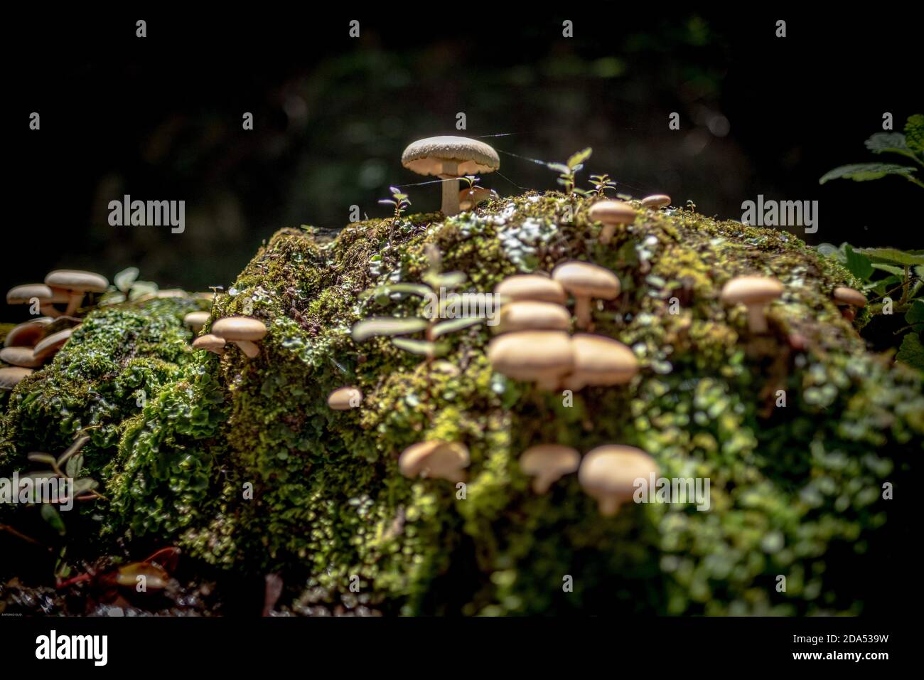 Group of mushrooms on a mossy rock in a riverbed Stock Photo - Alamy