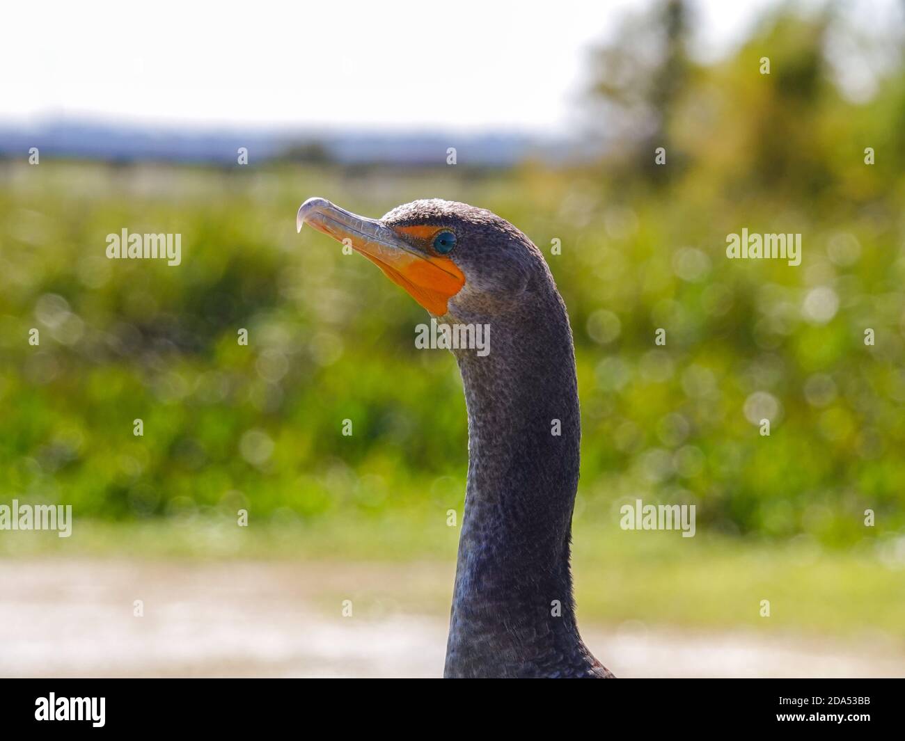 Usa fl funny us hi-res stock photography and images - Alamy