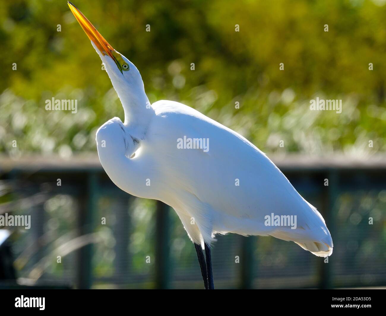 Great egret, Ardea alba, large white wading bird perched on boardwalk ...