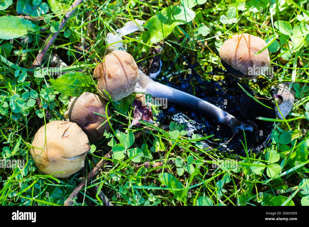 Mushrooms lying on the grass Stock Photo - Alamy Mushrooms lying on the grass Stock Photo - Alamy