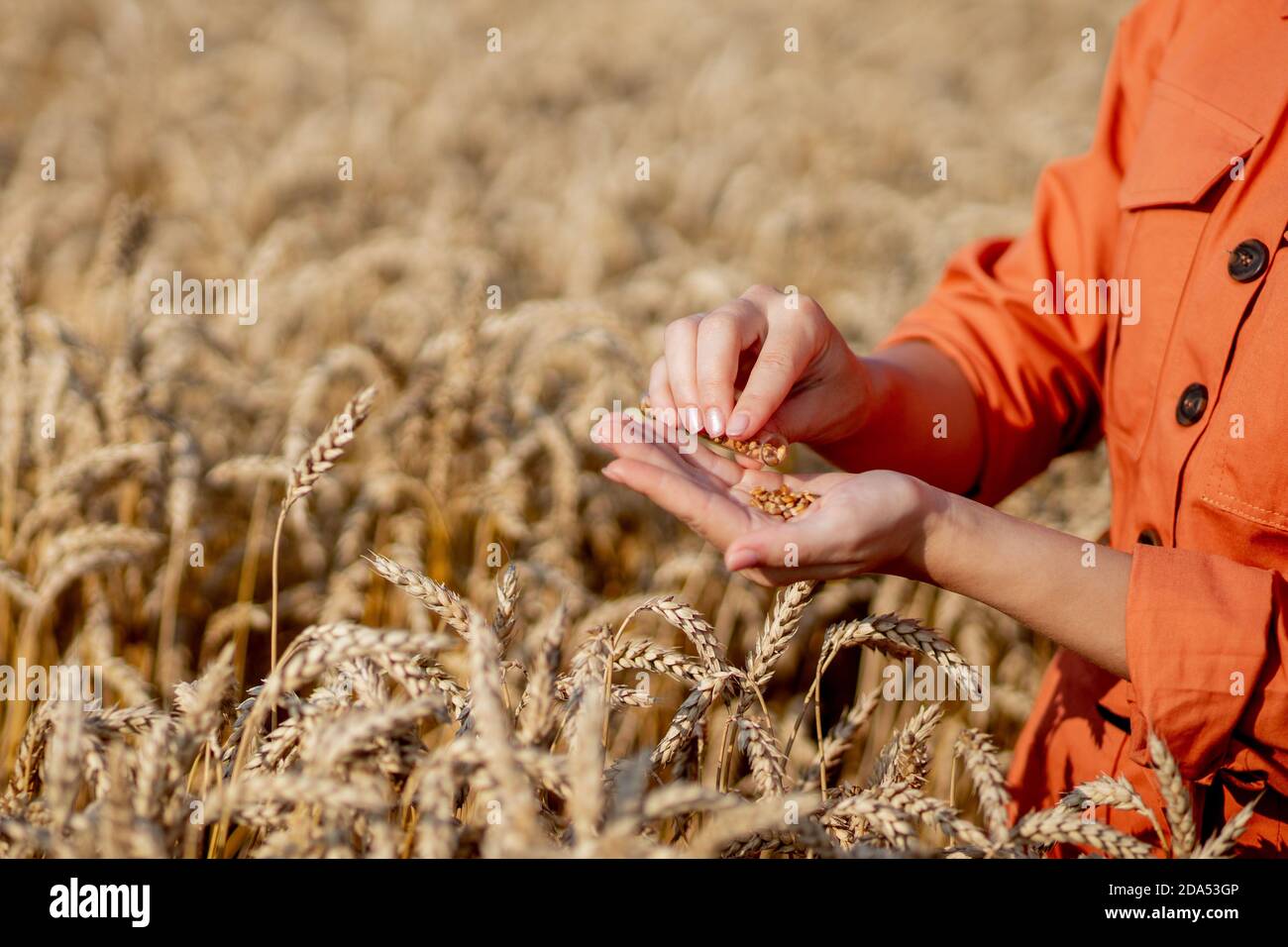 Farmer with tablet and test tube researching plant in wheat field ...