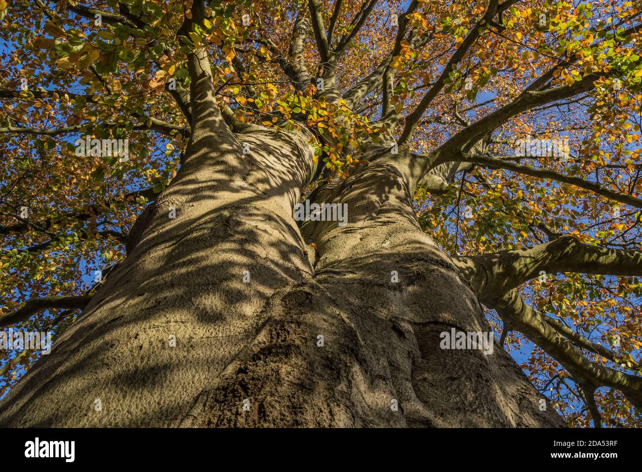 Look up beech tree hi-res stock photography and images - Alamy