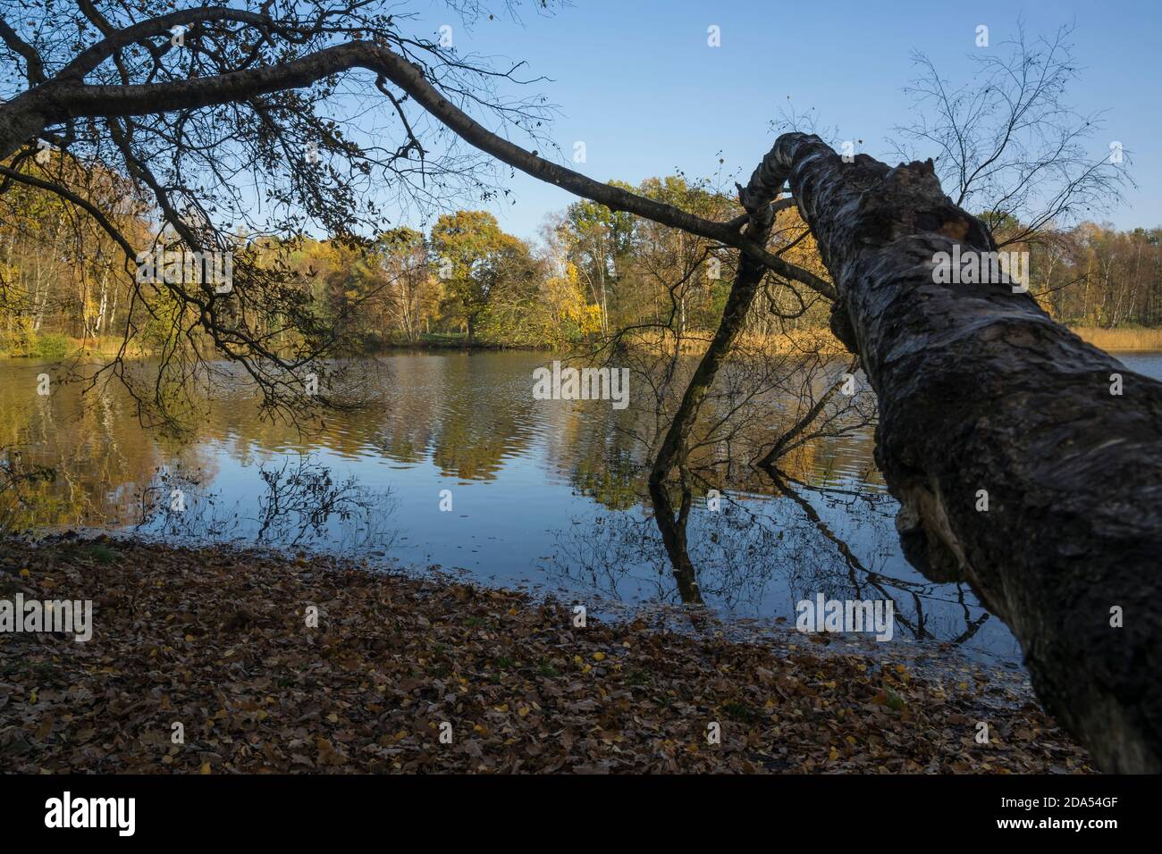 autumn trees reflected in water Stock Photo - Alamy