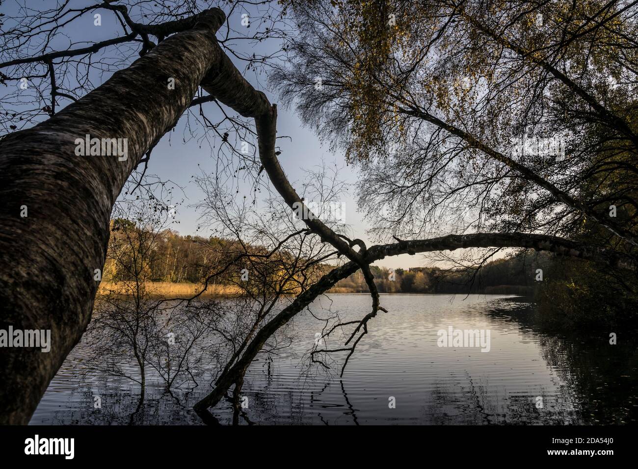autumn trees reflected in water Stock Photo - Alamy