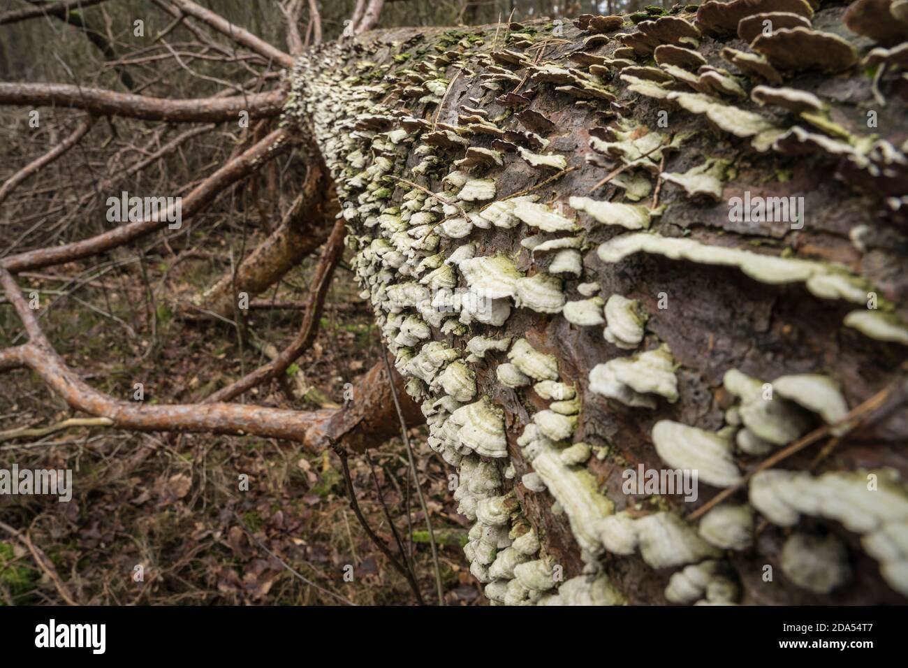 fallen and rotten tree with polypores Stock Photo - Alamy