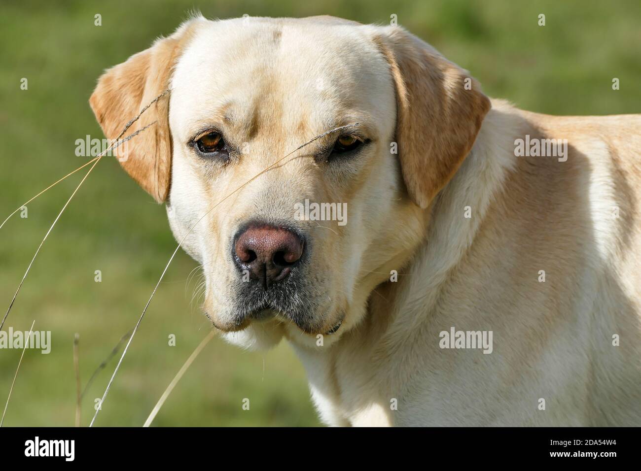Portrait cheerful white labrador retriever hi-res stock photography and ...