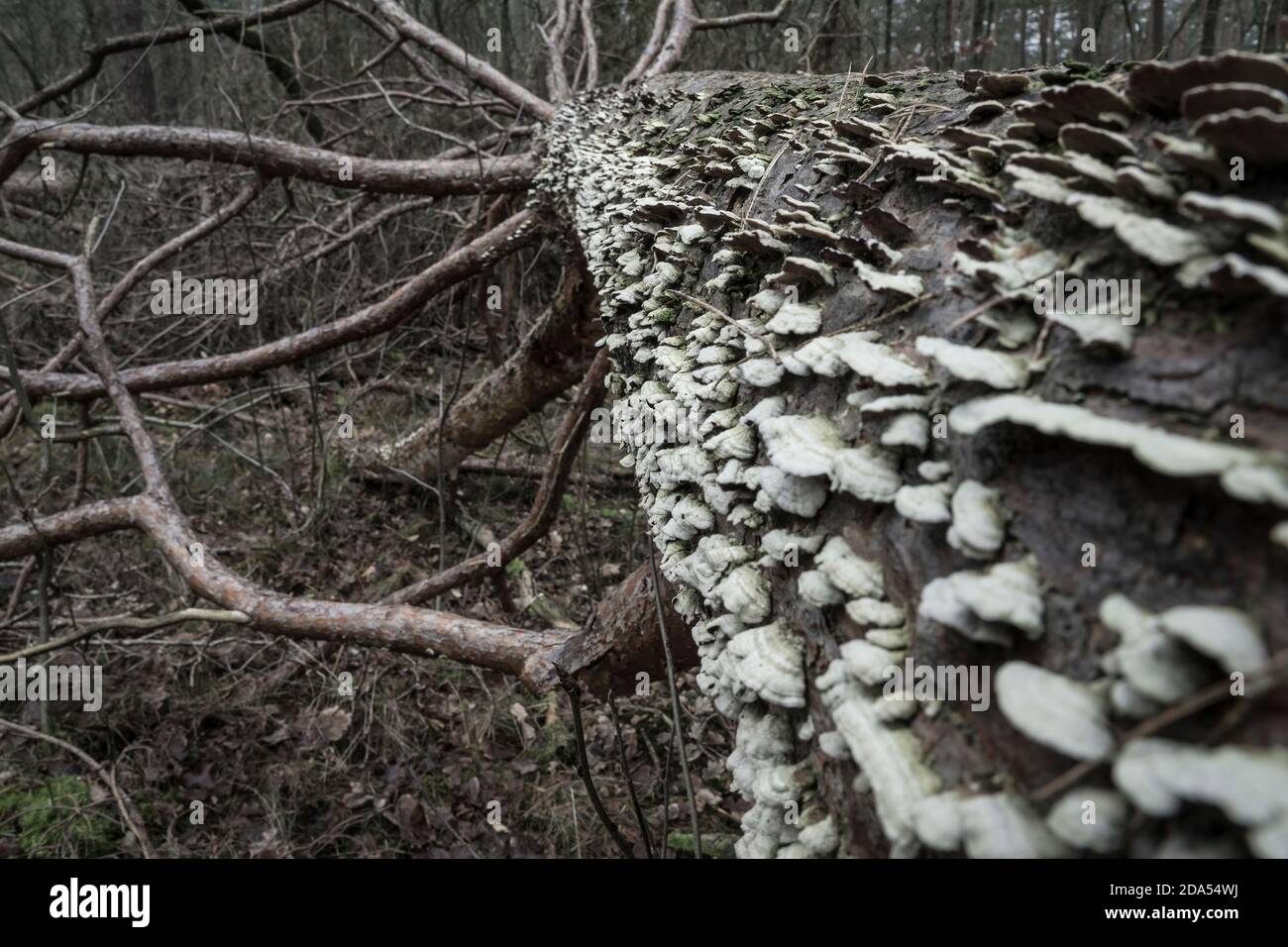 fallen and rotten tree with polypores Stock Photo - Alamy