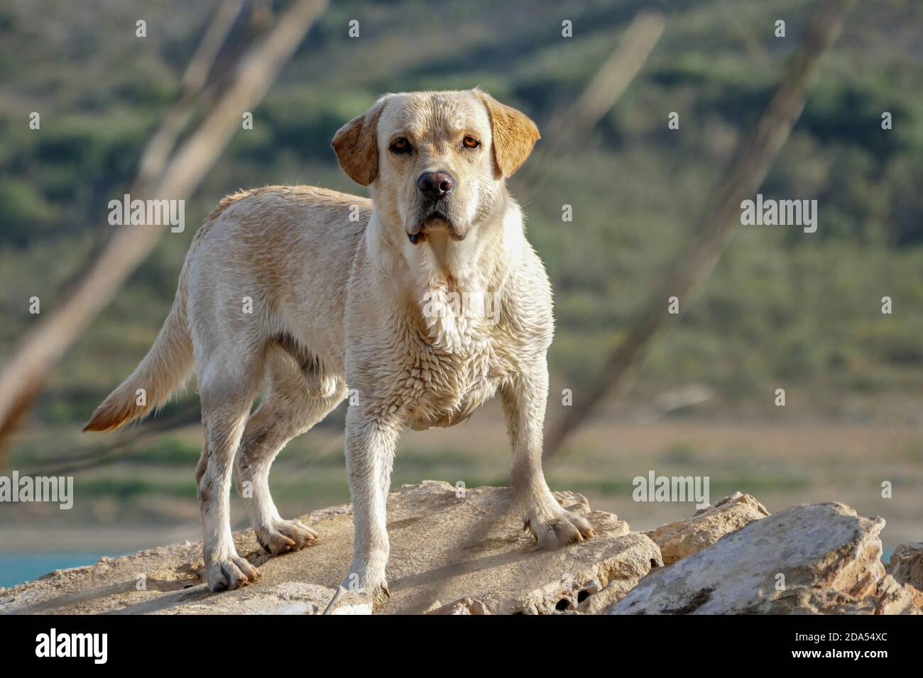 Distant portrait cinnamon and white labrador retriever on a stone ...