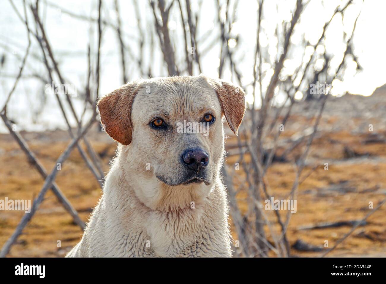 Close portrait cinnamon and white labrador retriever Stock Photo - Alamy