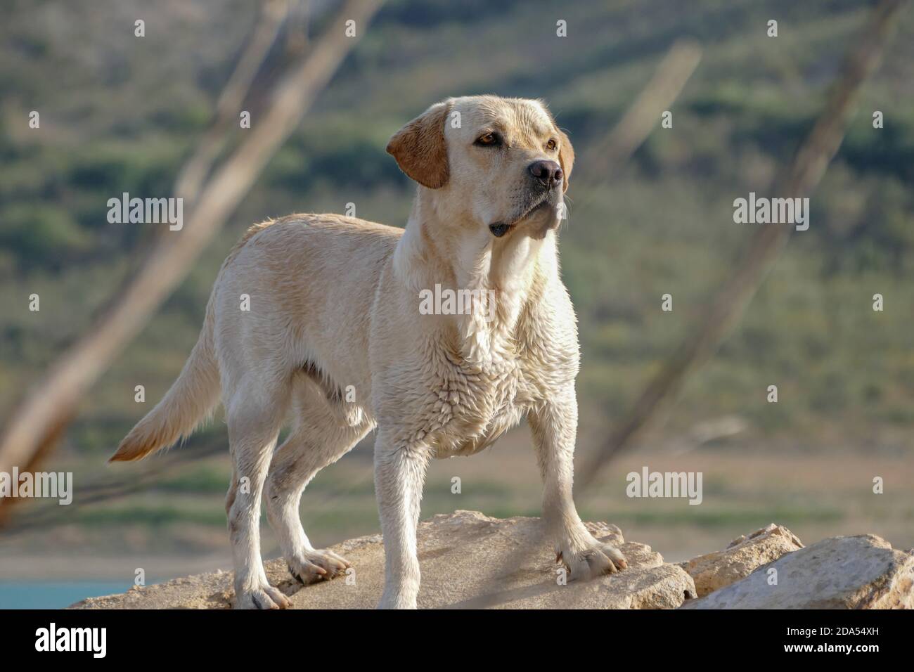 Distant portrait cinnamon and white labrador retriever on a stone ...