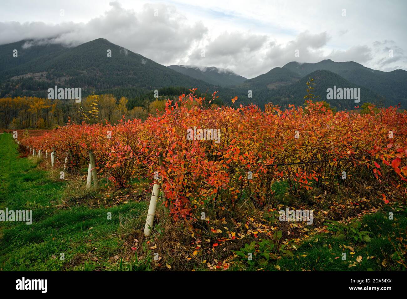 Beautiful fall landscape with vibrant autumn color blueberry farm, that ...