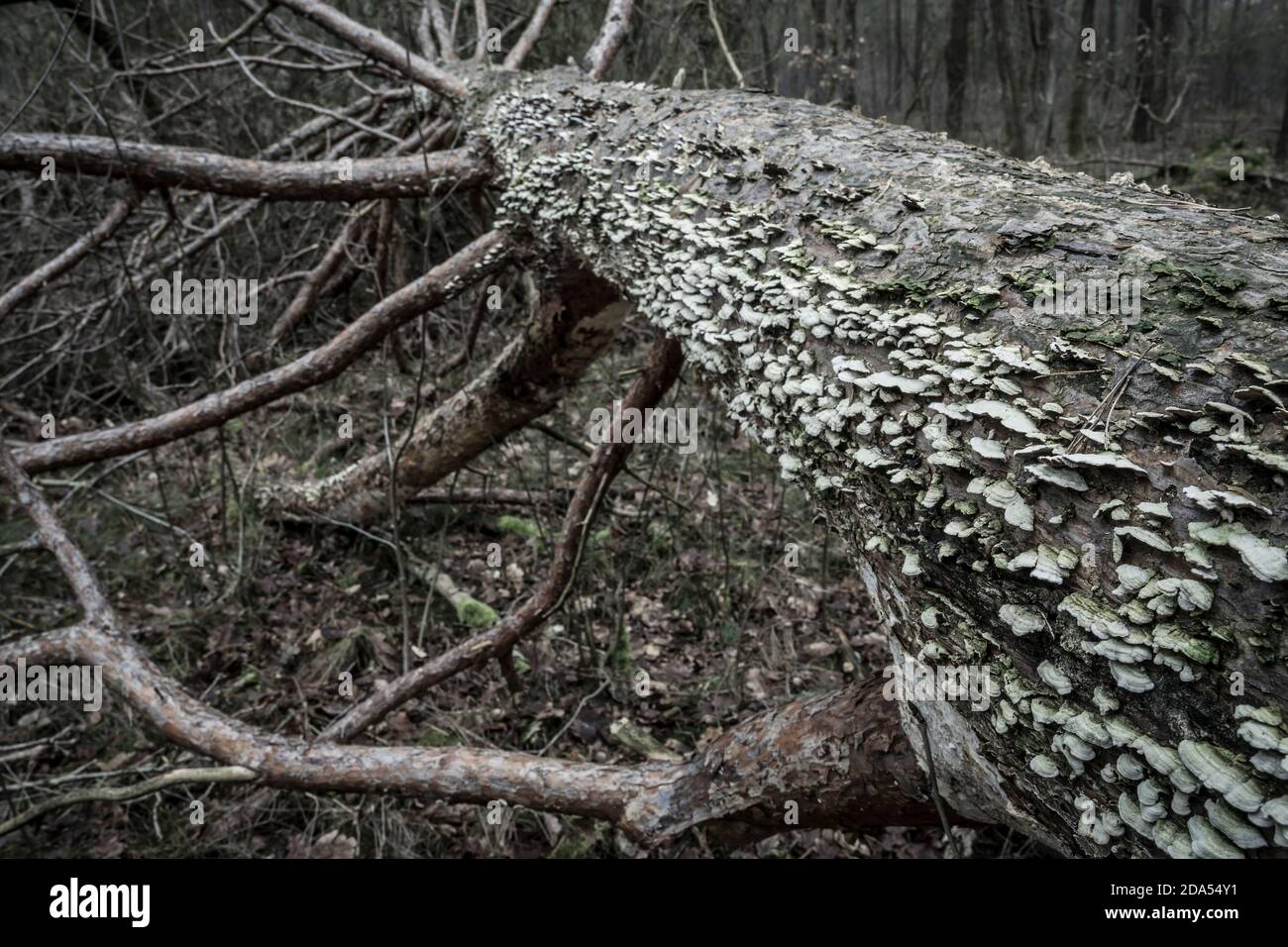 fallen and rotten tree with polypores Stock Photo - Alamy