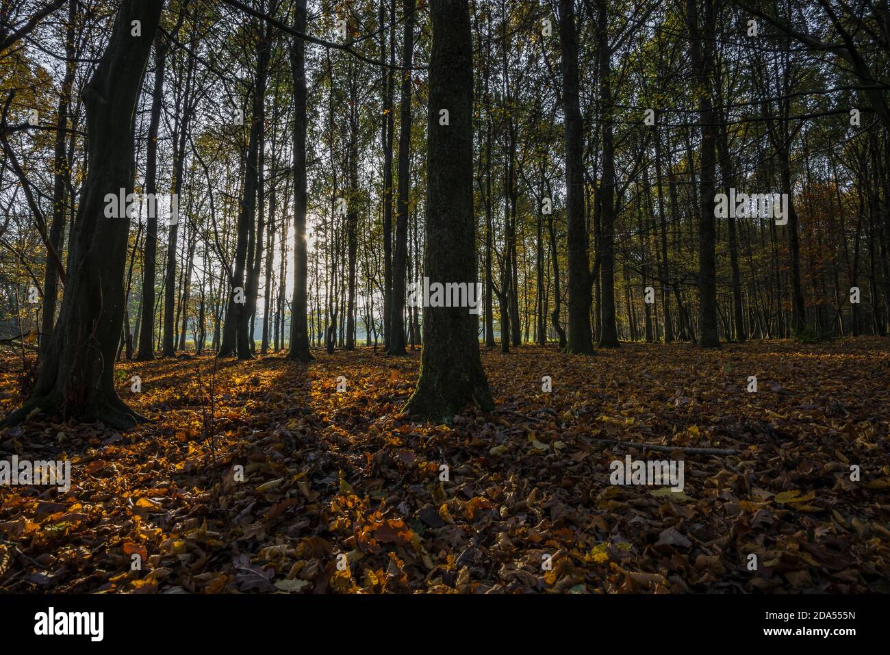 sun rays in a wood with fall foliage Stock Photo - Alamy