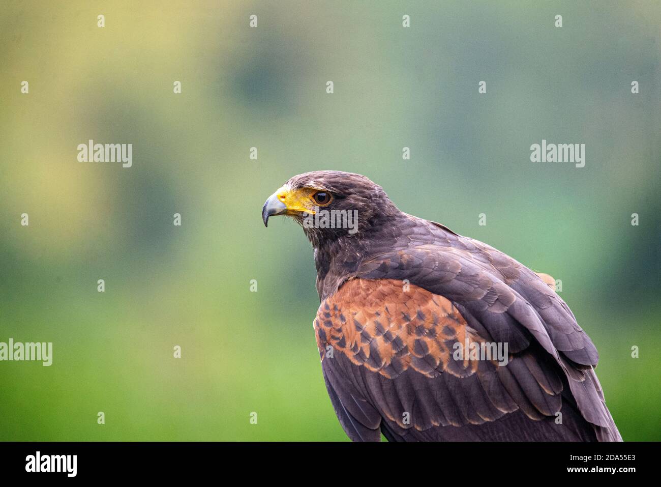Claws Bird Close Up High Resolution Stock Photography and Images - Alamy
