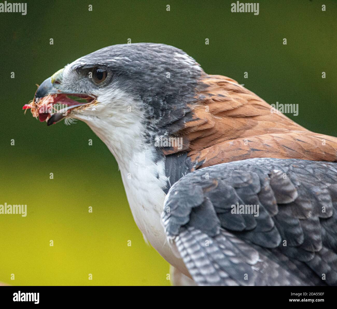 Talson hi-res stock photography and images - Alamy