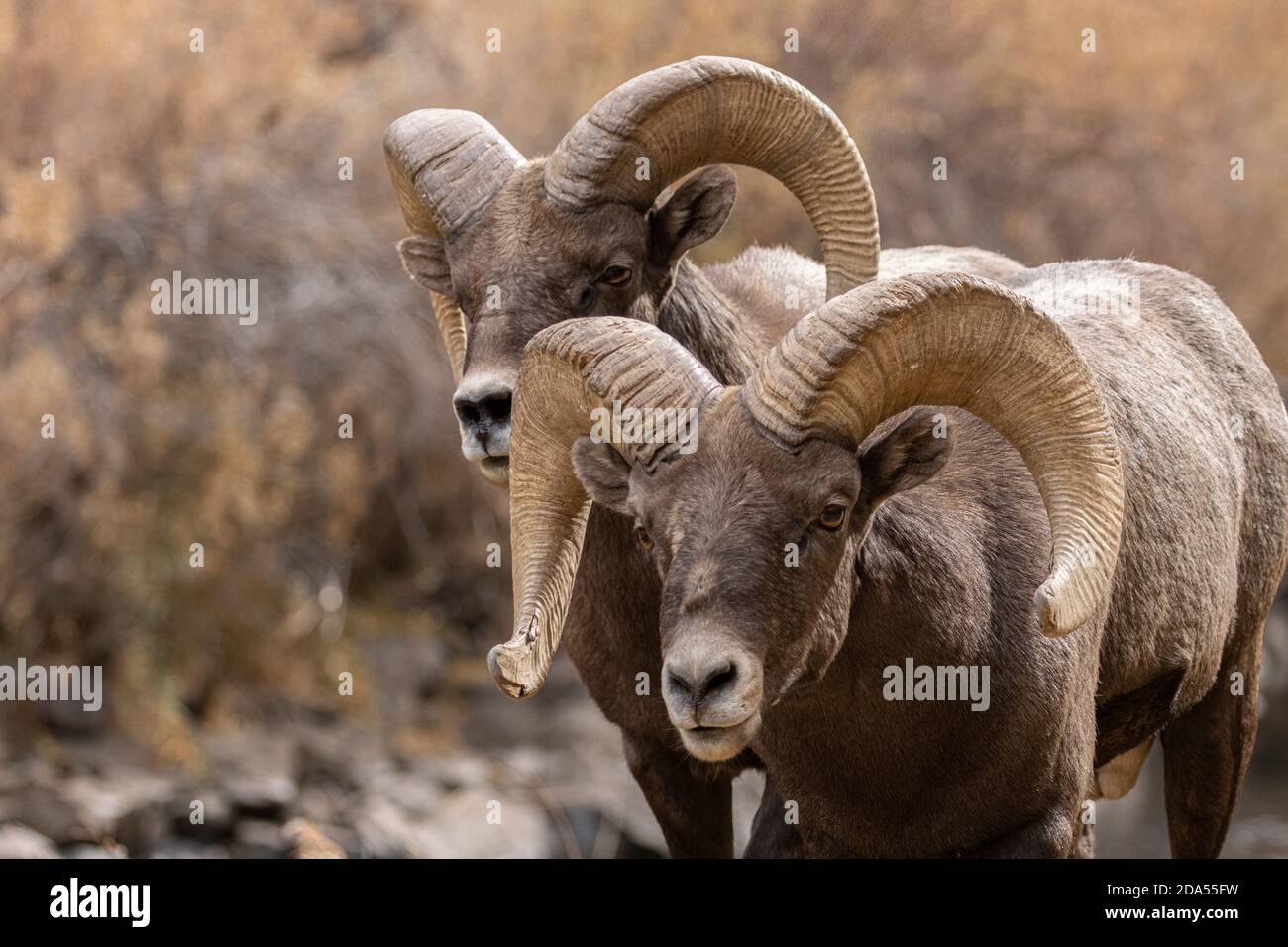 Bighorn sheep herd in Waterton Canyon Colorado Stock Photo - Alamy