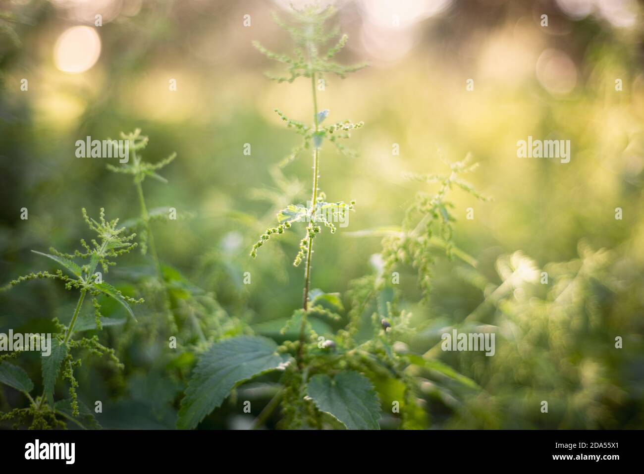 Detail plant leaf affected hi-res stock photography and images - Alamy
