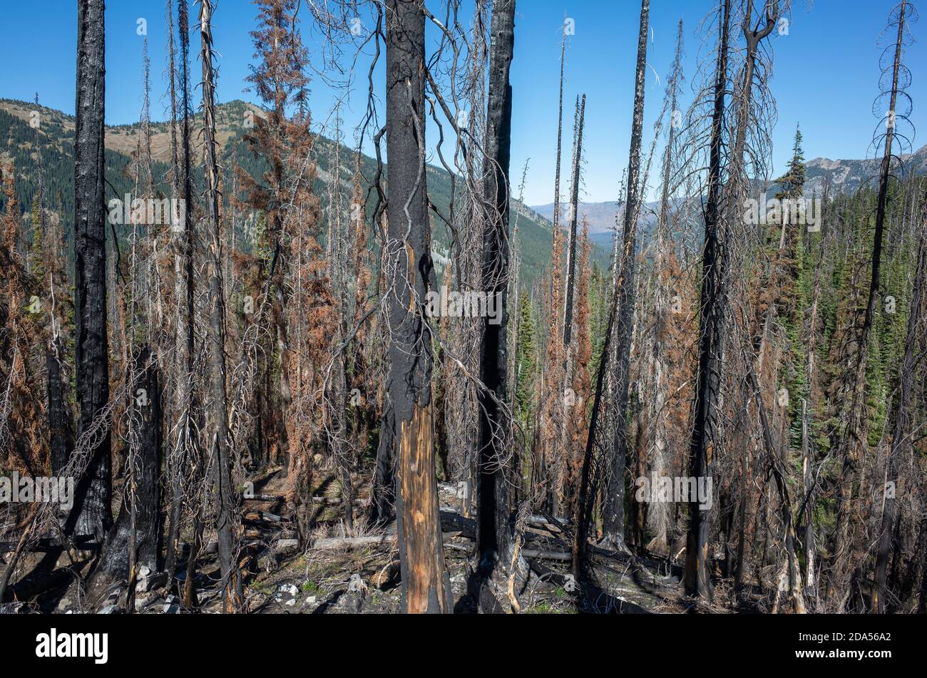 Fire damaged trees and forest along the Pacific Crest Trail Stock Photo ...