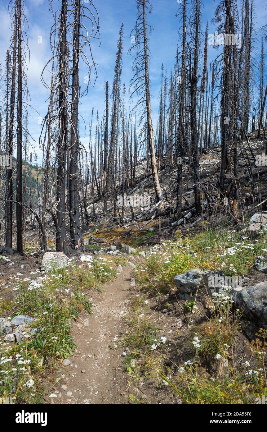 Fire damaged trees and forest along the Pacific Crest Trail Stock Photo ...
