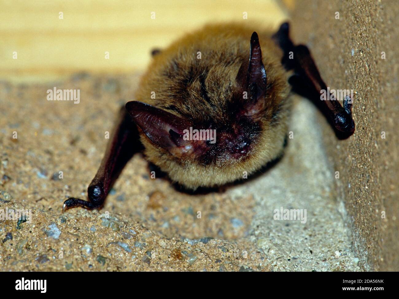 Myotis myotis hi-res stock photography and images - Alamy