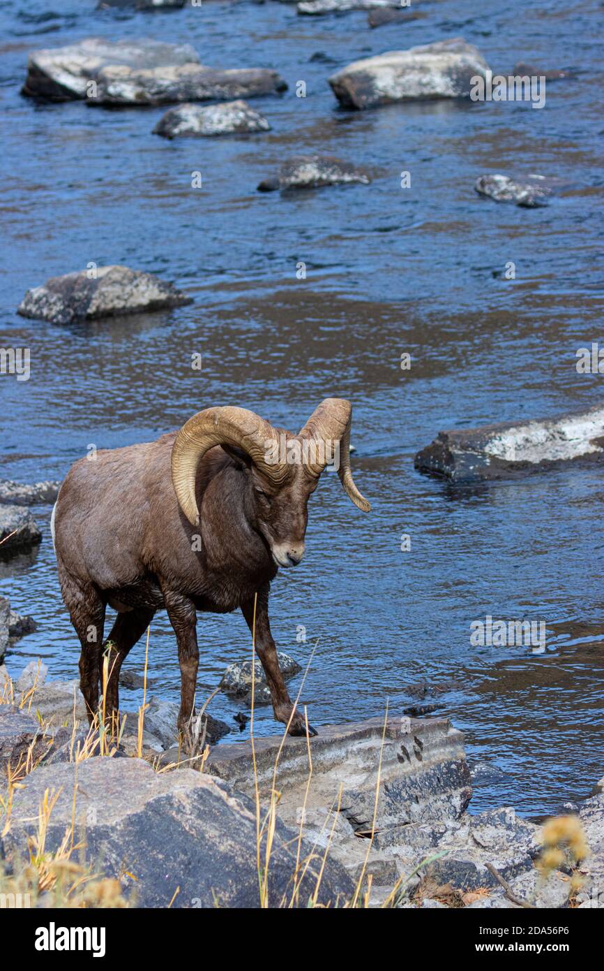 Bighorn sheep herd in Waterton Canyon Colorado Stock Photo - Alamy