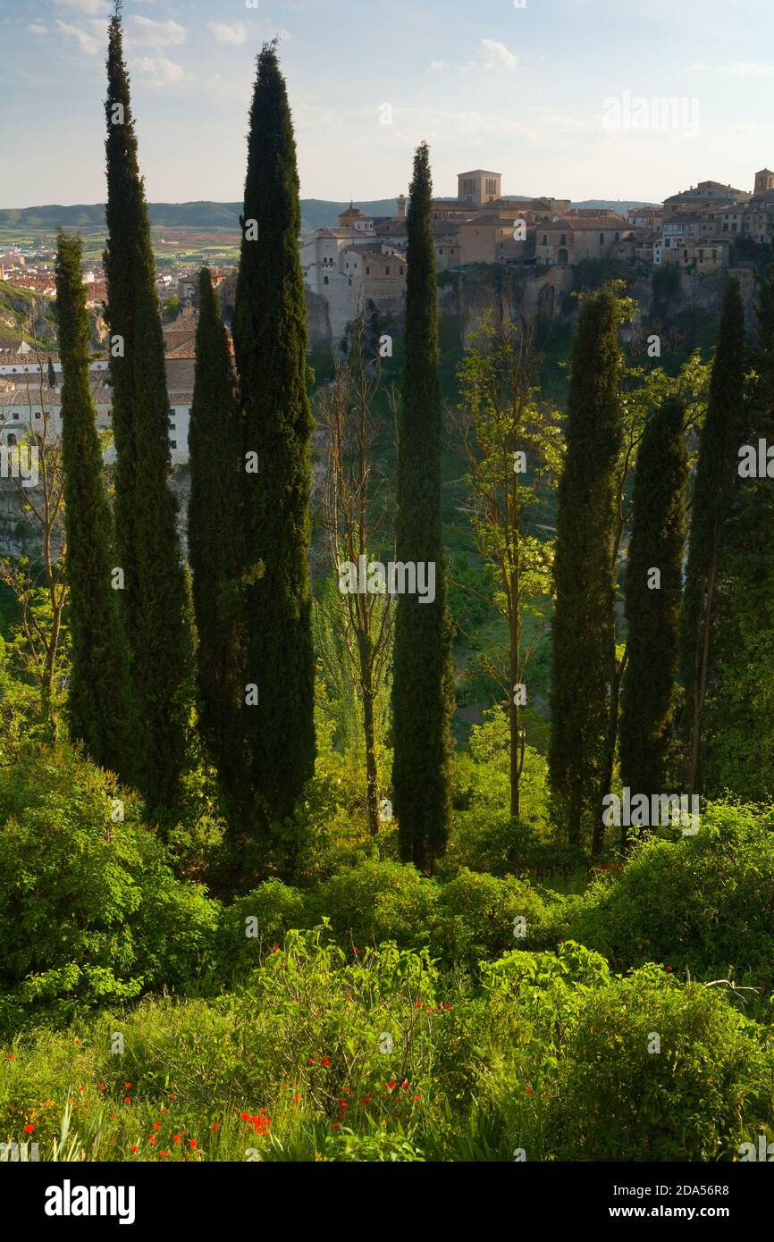 Tall Cypress trees in Cuenca, a historic walled town in Spain Stock ...