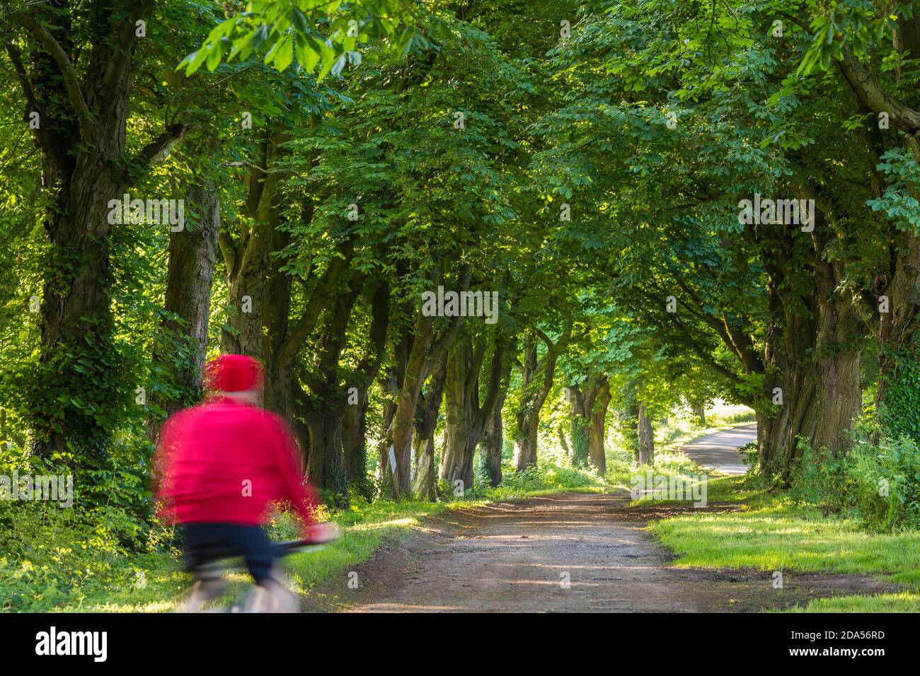 Cycling through trees england hi-res stock photography and images - Alamy