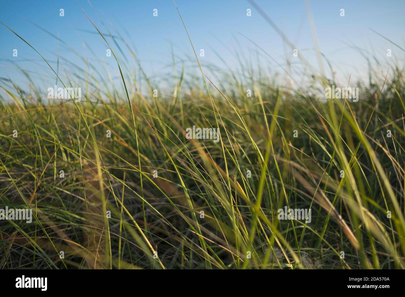 Windswept grasses, surface level view Stock Photo - Alamy