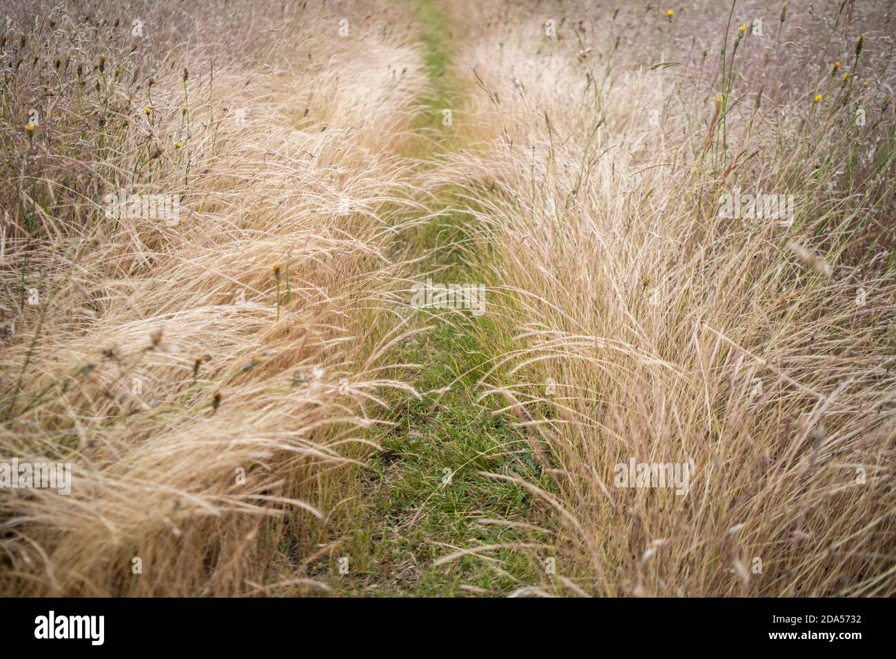 Footpath through field of meadow grasses Stock Photo - Alamy