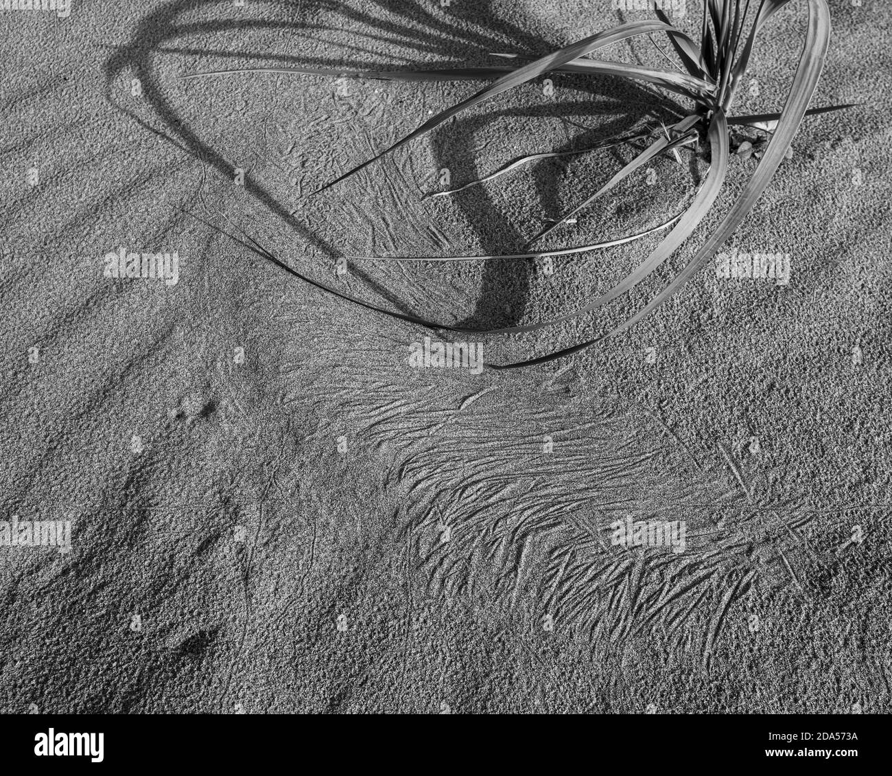 Close up of strands of sea grass and markings on wet sand Stock Photo ...