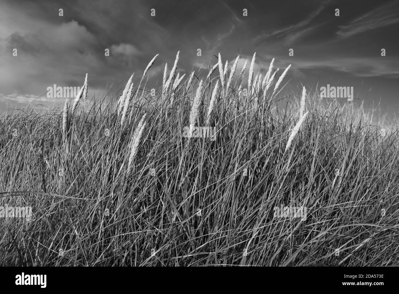Field of windswept sea grasses Stock Photo - Alamy
