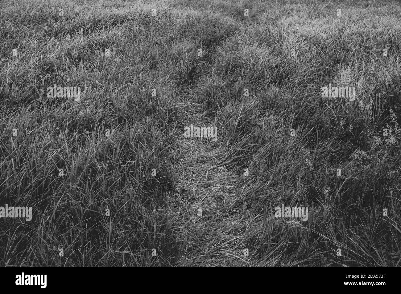 Footpath through field of seagrasses, black and white image Stock Photo ...