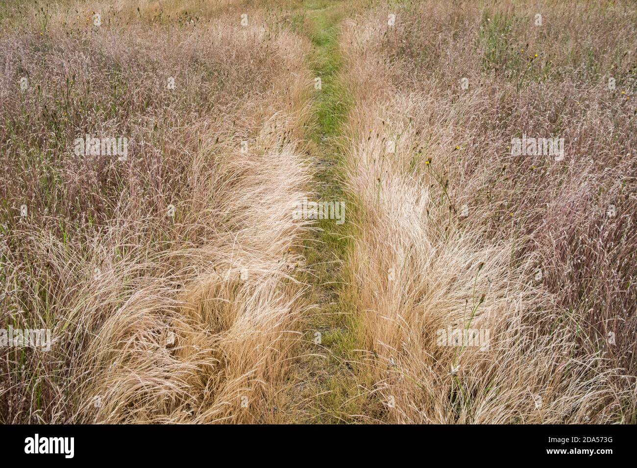 Footpath through field of meadow grasses Stock Photo - Alamy