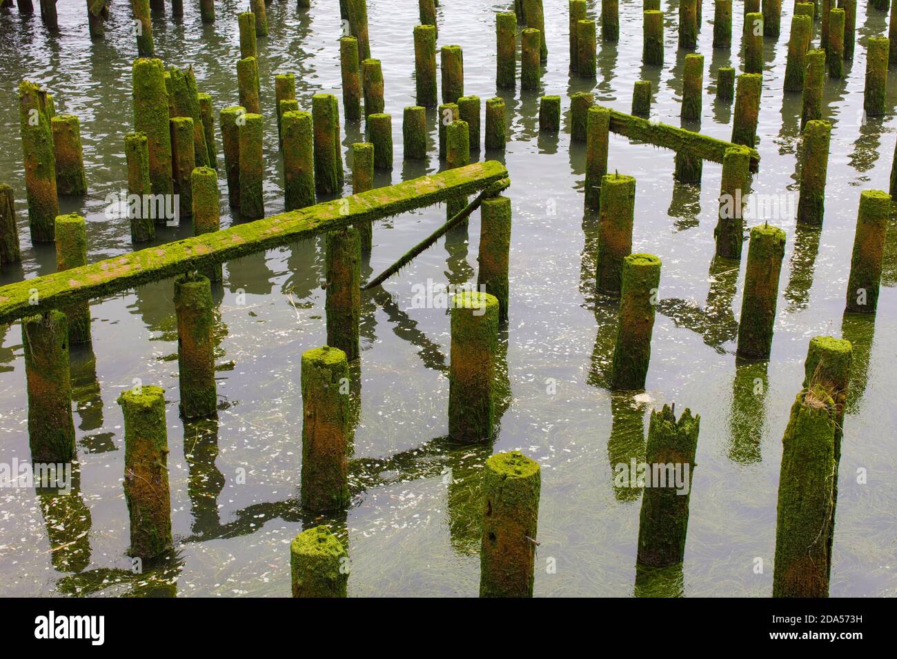 Exposed moss covered pilings at low tide in sand Stock Photo - Alamy