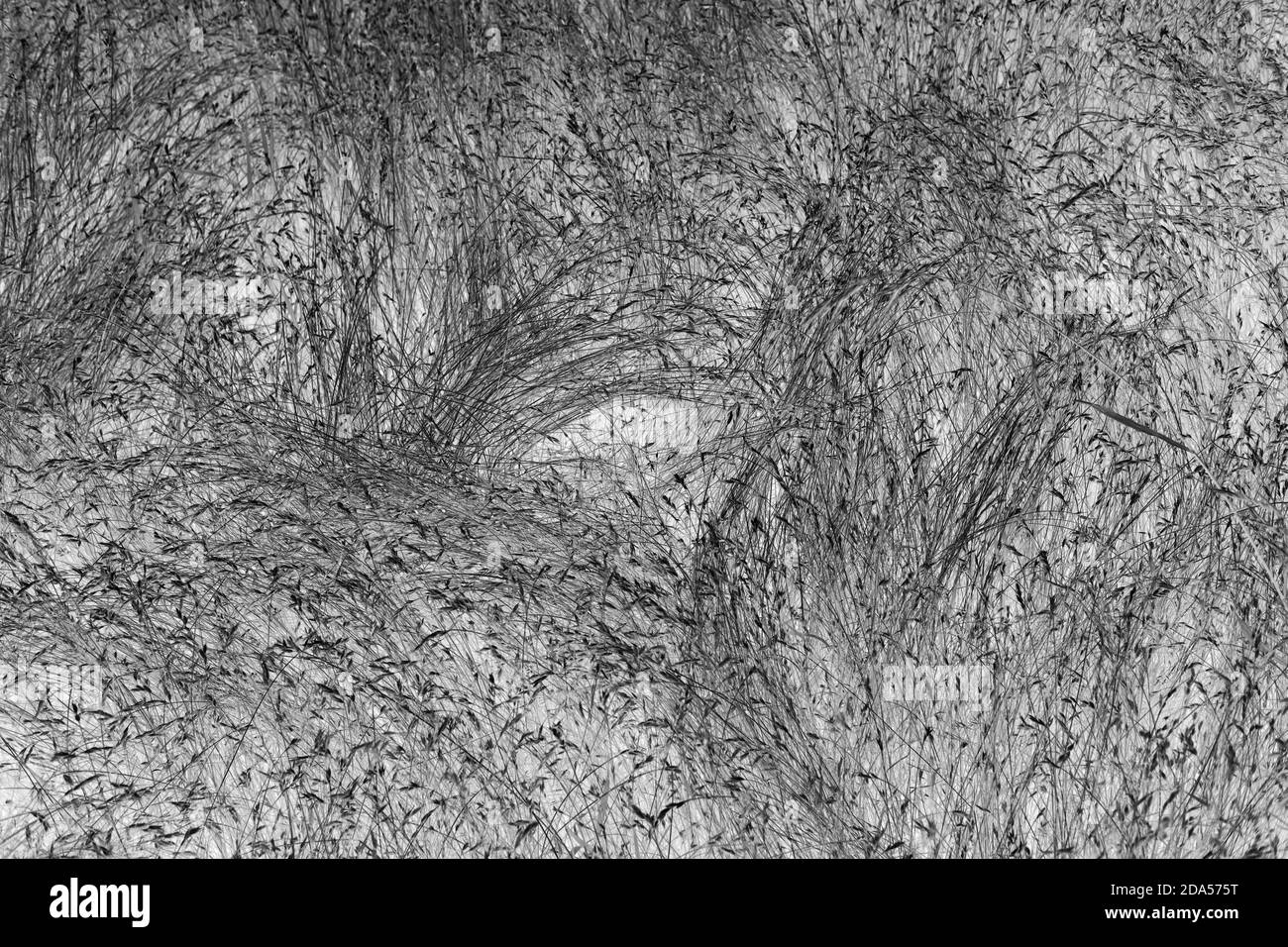 Inverted image of field of wild grasses Stock Photo - Alamy