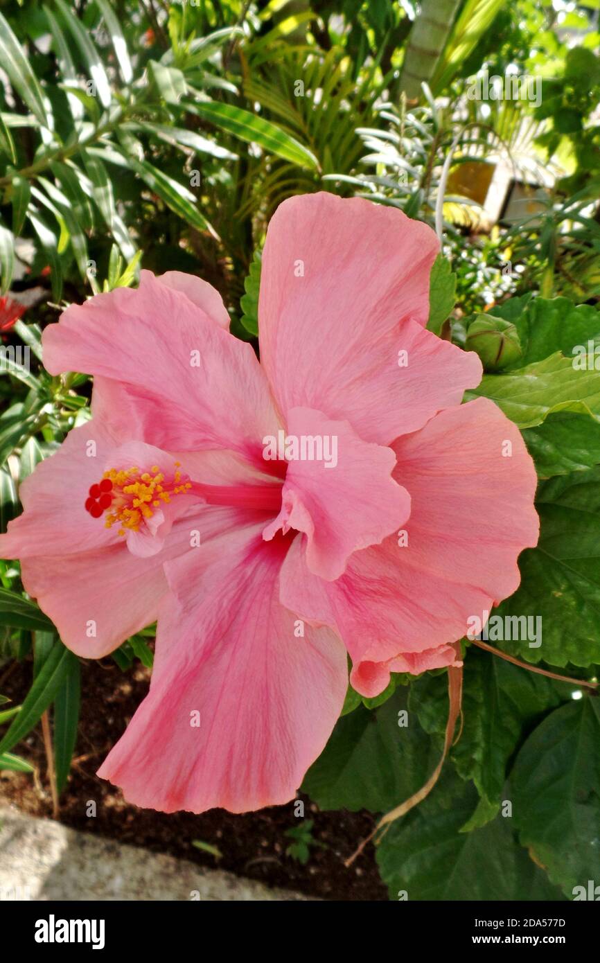 Hibiscus flower in full bloom Stock Photo - Alamy