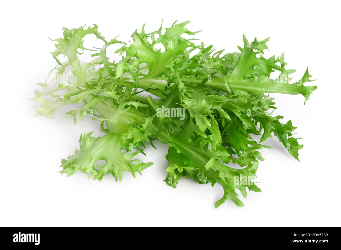 Fresh green leaves of endive frisee chicory salad isolated on white ...