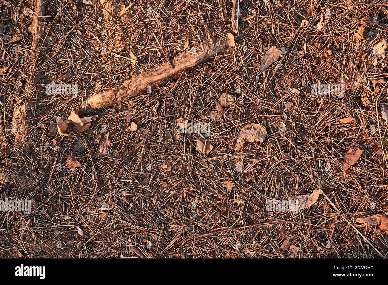Acorn on the ground Stock Photo - Alamy