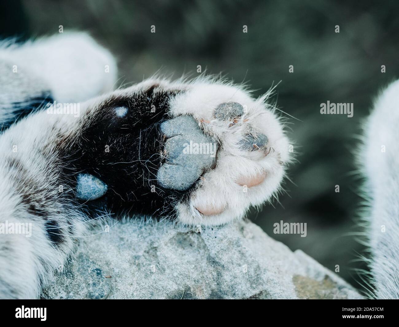 Black and white fluffy cat's foot with a pad and toes. Closeup photo ...