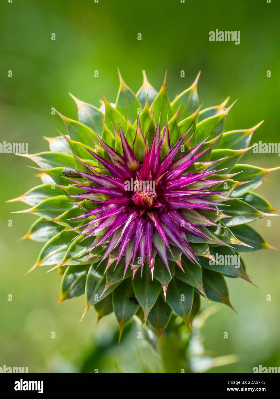 Thistle ball, San Juan National Forest north of Mancos, Colorado Stock ...