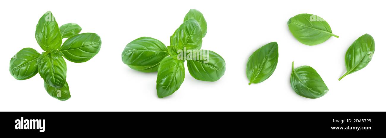 Fresh basil leaf isolated on white background with clipping path and ...