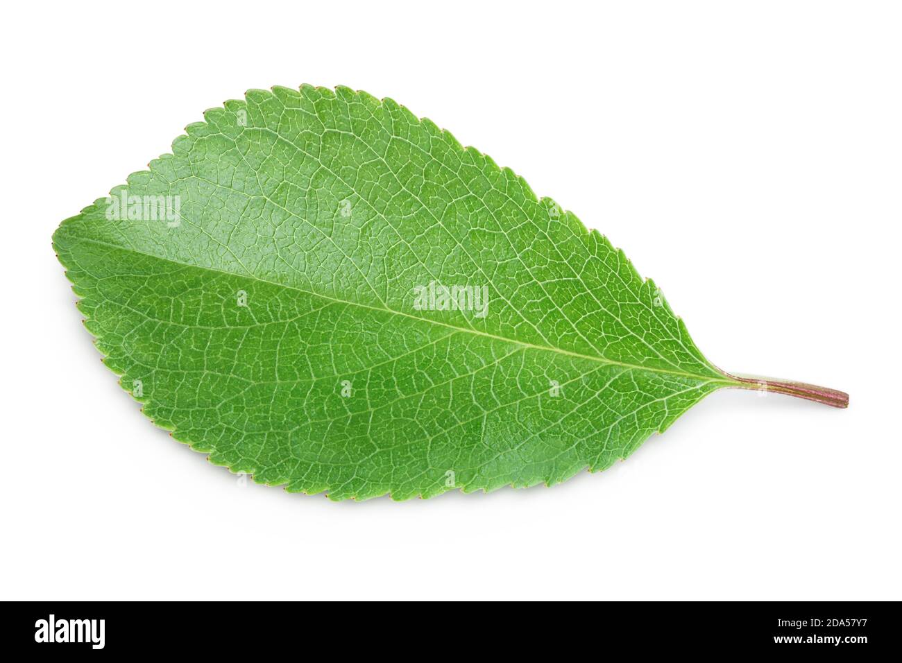 cherry leaf isolated on a white background with clipping path and full ...