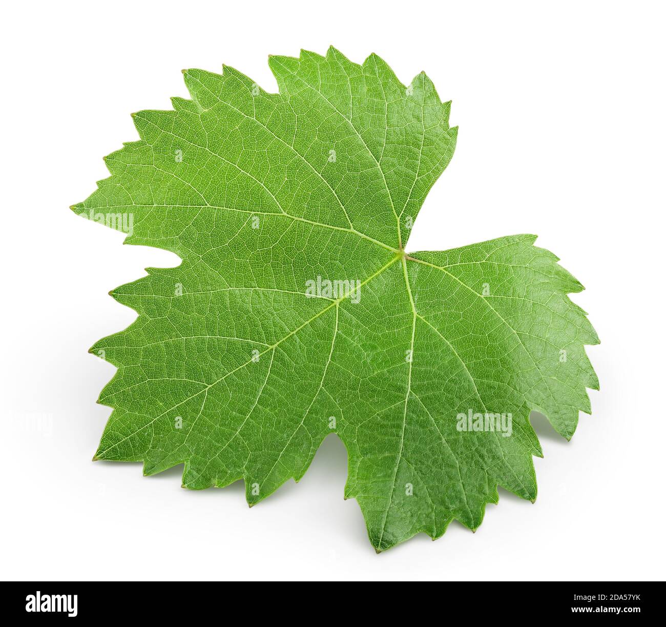 Grape leaf isolated on white background with clipping path and full ...