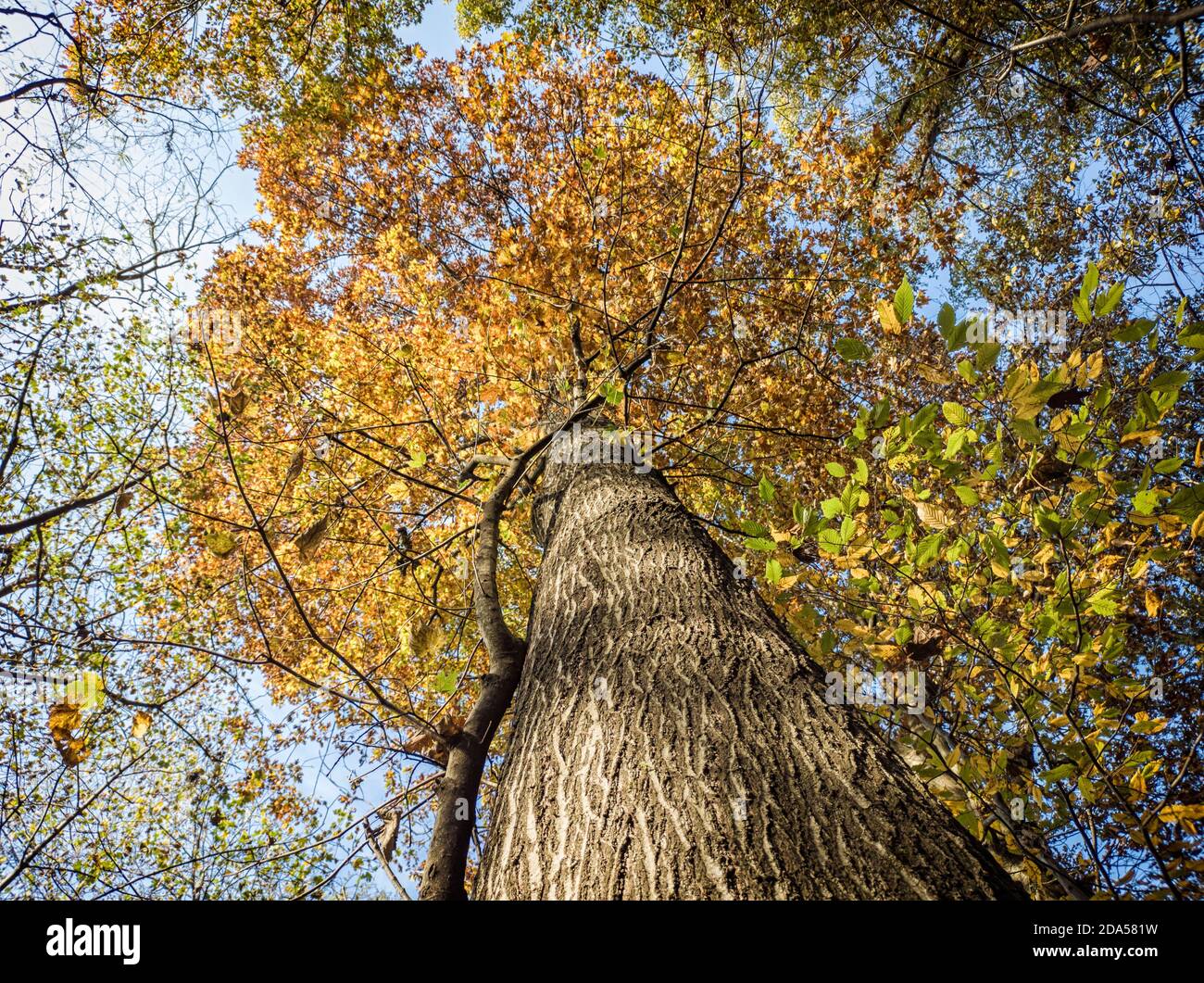 Tree leaves in autumn colors Stock Photo - Alamy
