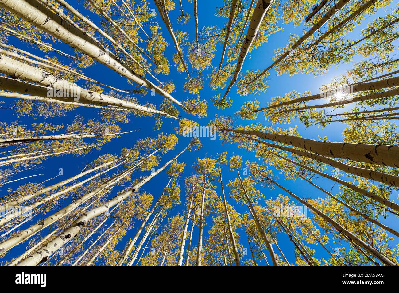 wide angle view looking up at autumn aspens Stock Photo - Alamy