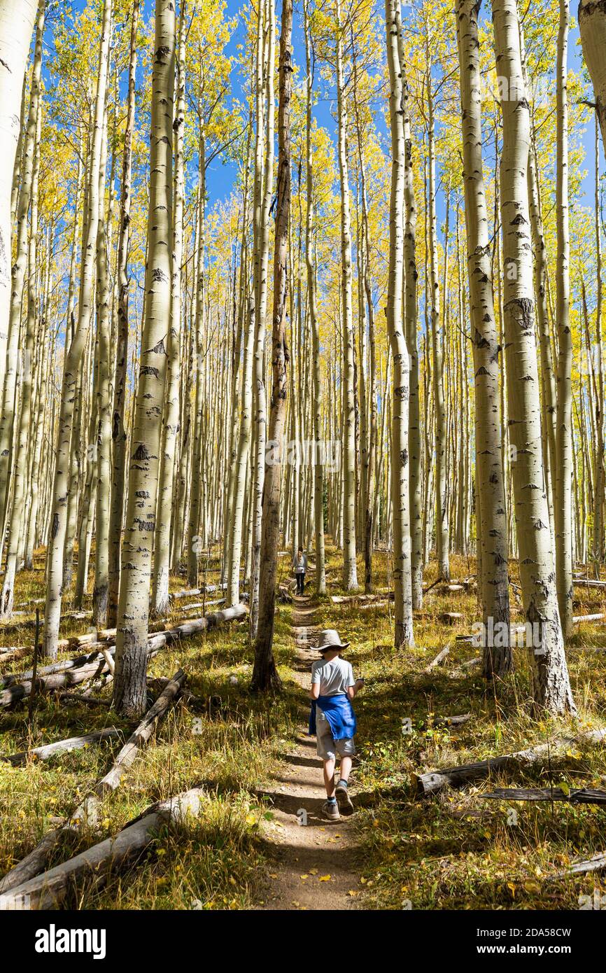 young boy walking on autumn aspen nature trail Stock Photo - Alamy