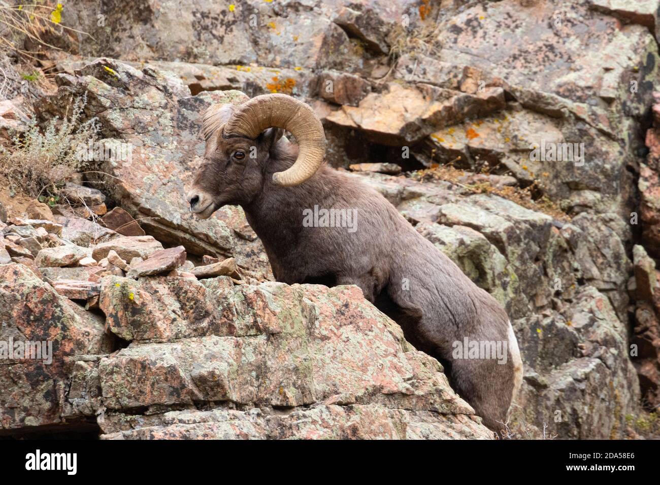 Bighorn sheep herd in Waterton Canyon Colorado Stock Photo - Alamy